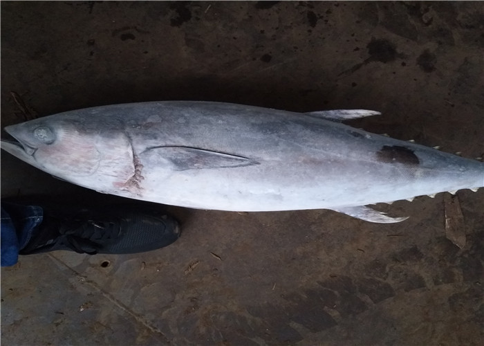 BQF die de Gehele rond Bevroren Geelvintonijn van 6kg bevriezen